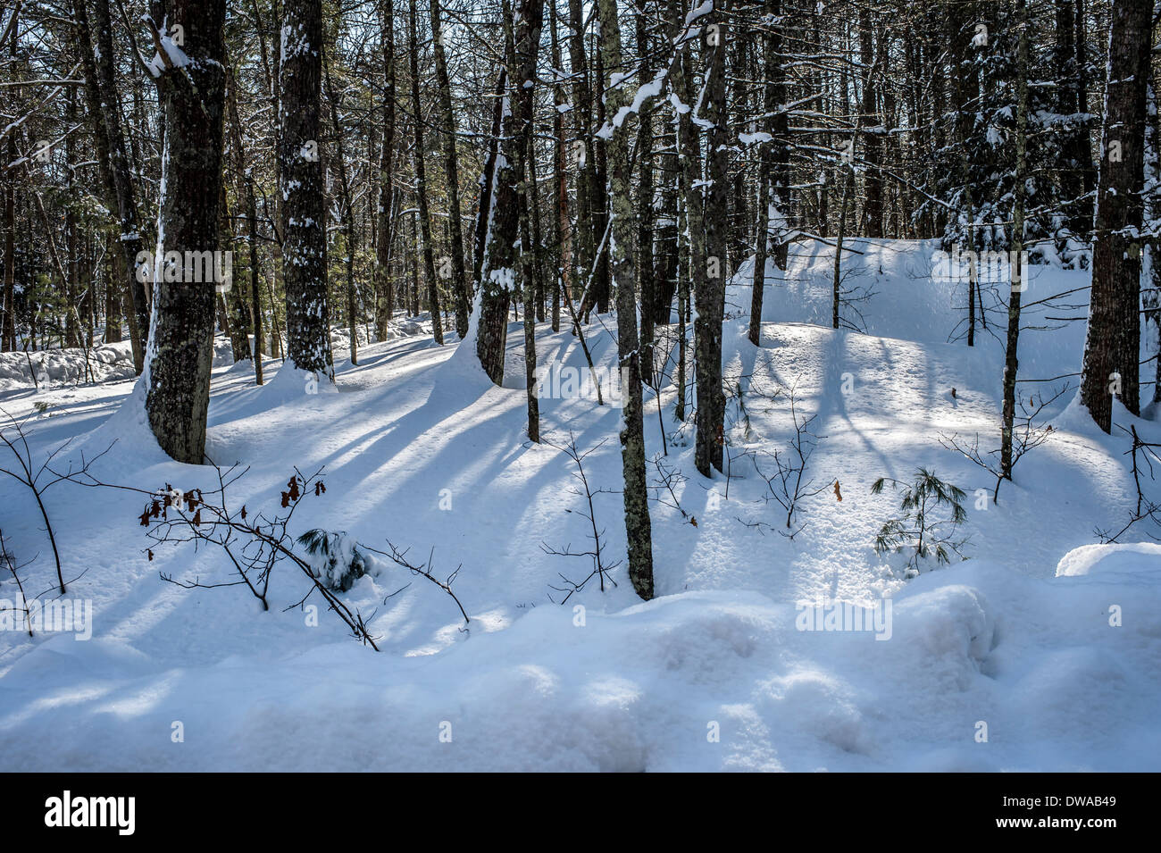 Fell Trees Freshly High Resolution Stock Photography and Images - Alamy