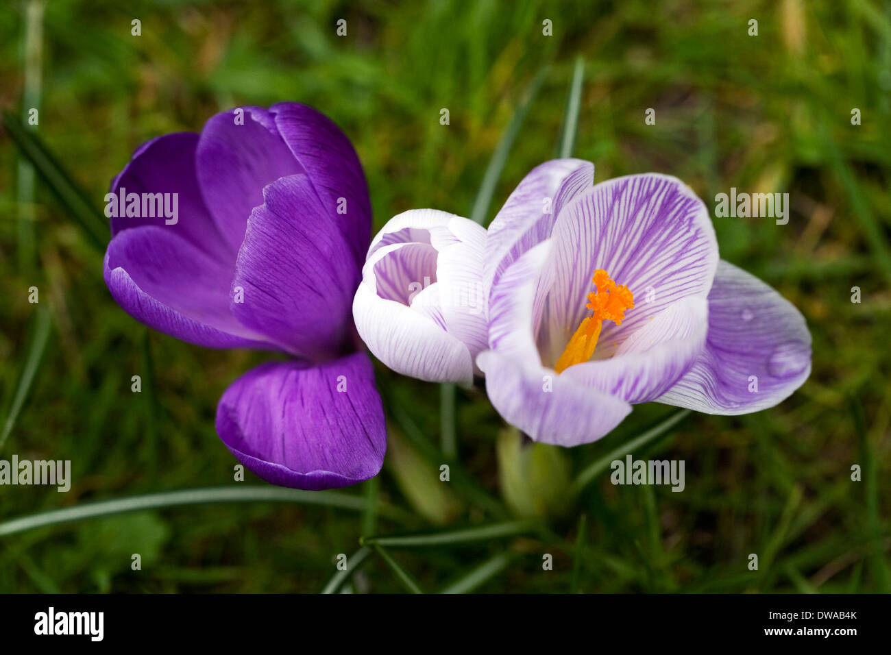 Three crocus flowers hi-res stock photography and images - Alamy
