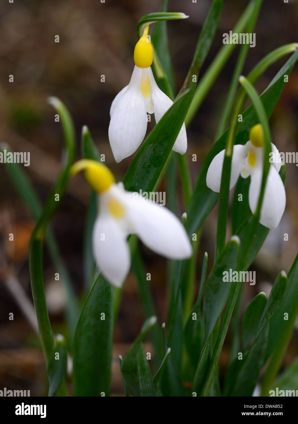Galanthus ronald mackenzie yellow snowdrops white flowers markings ...