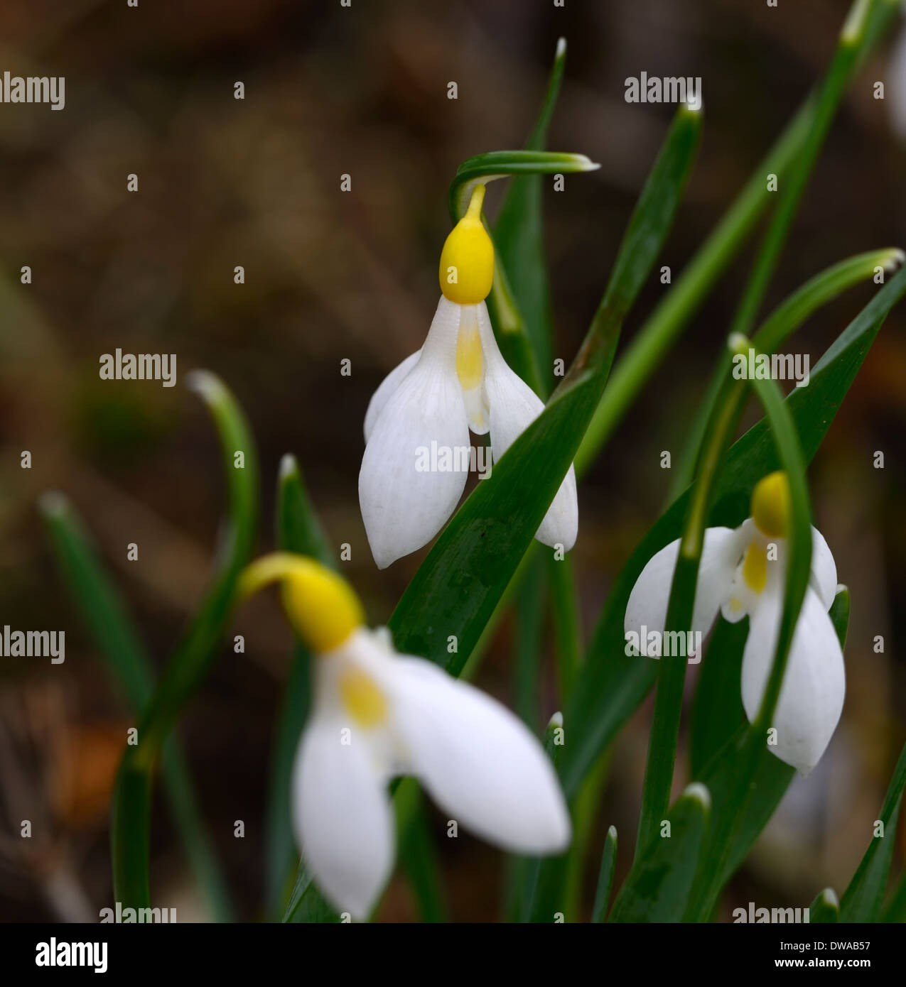 Ronald mackenzie hi-res stock photography and images - Alamy