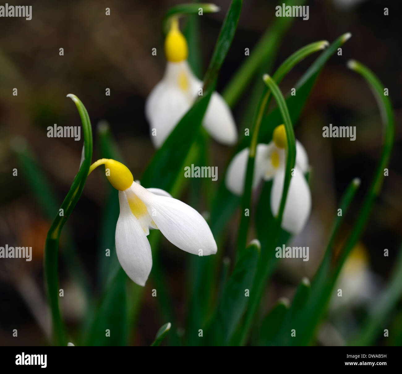 Ronald mackenzie hi-res stock photography and images - Alamy