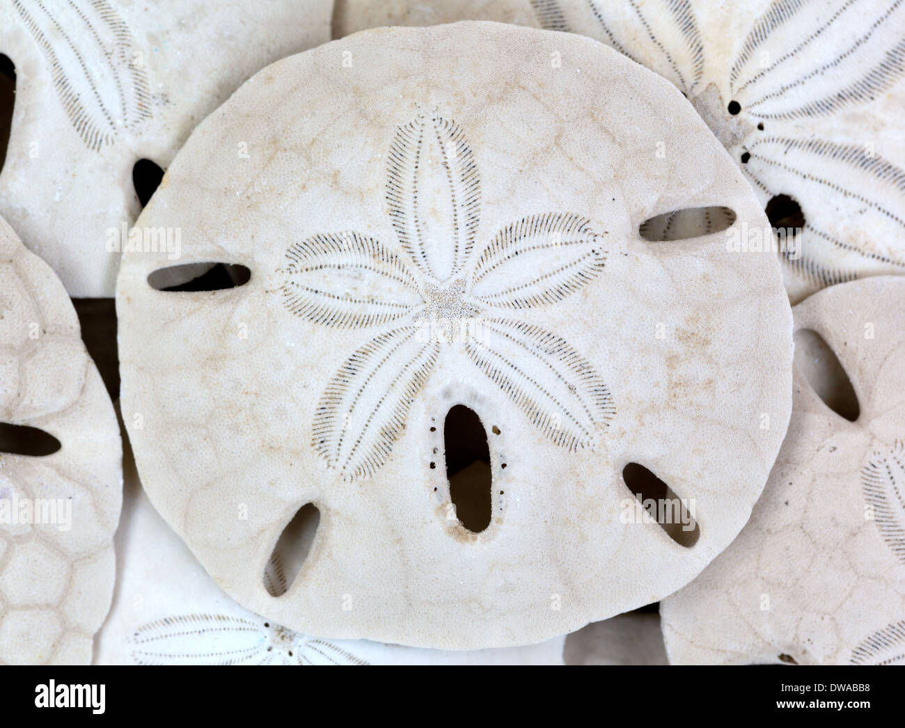 A very close view of several old sand dollars Stock Photo - Alamy