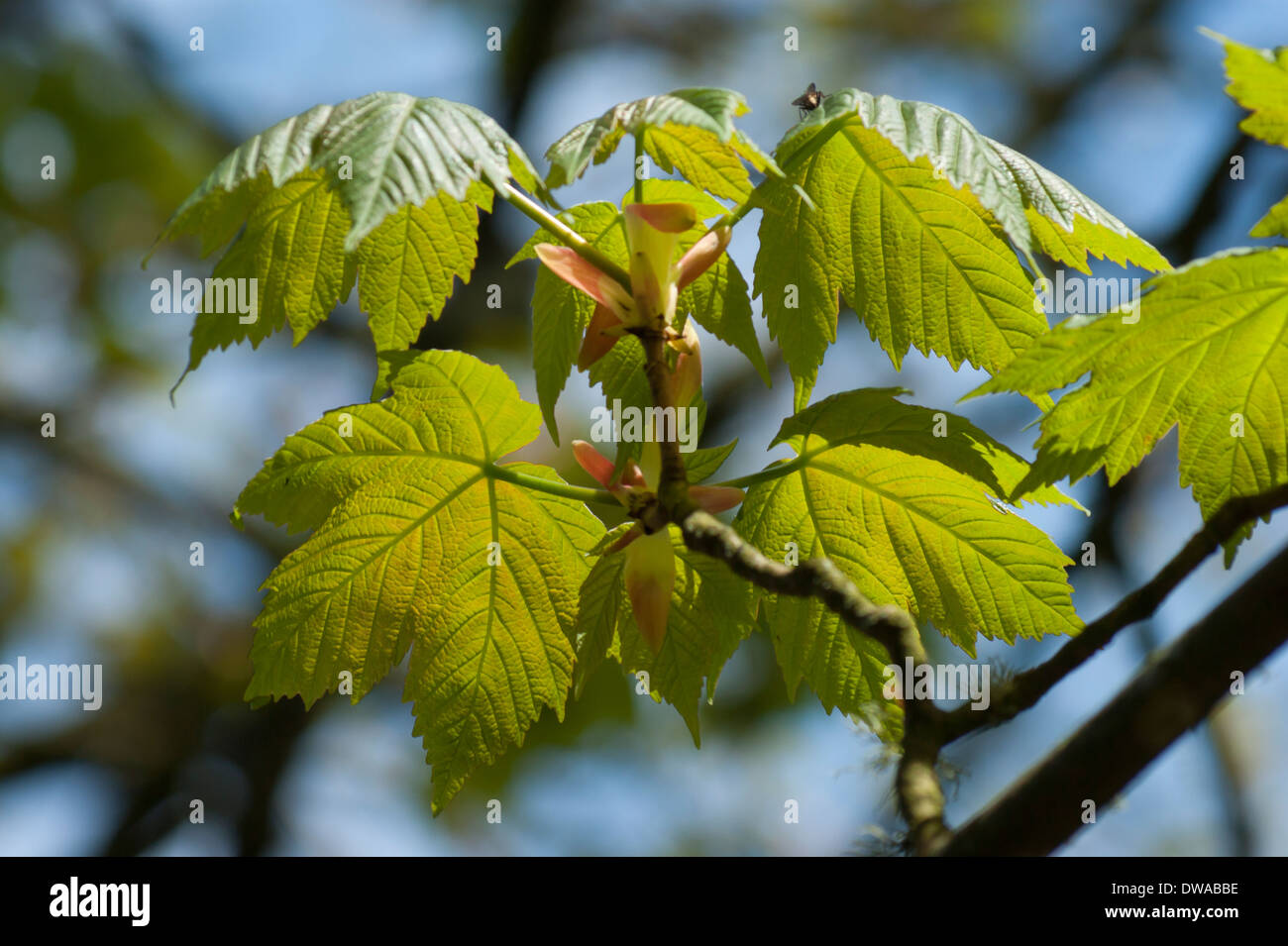 Sycamore tree roots hi-res stock photography and images - Alamy