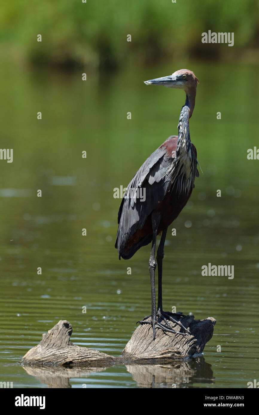 Goliath Heron (Ardea goliath) stands on a branch, Kruger national park ...