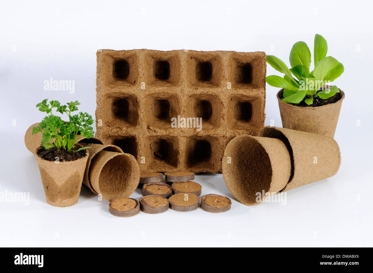 Peat plants hi-res stock photography and images - Alamy