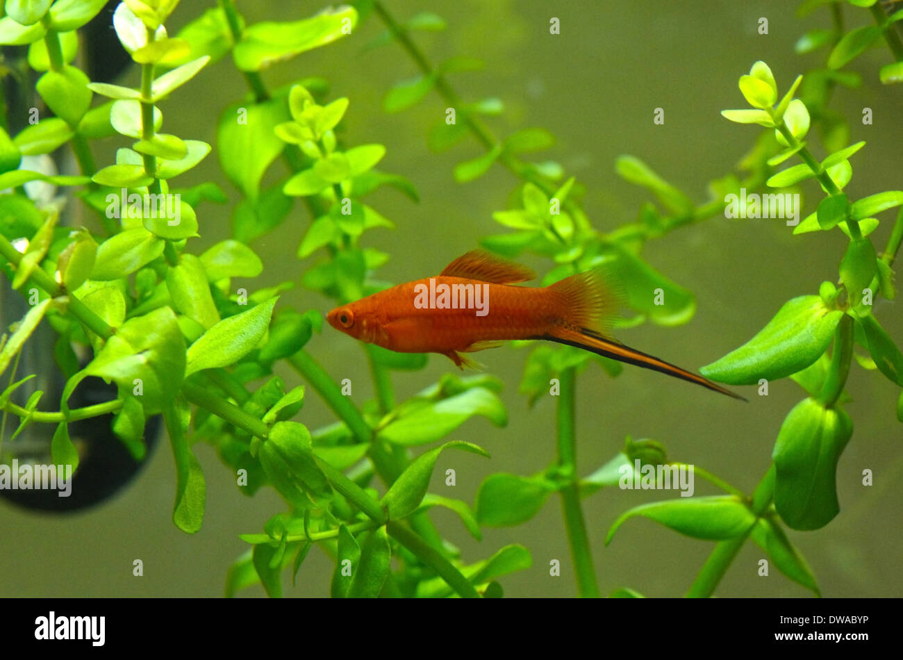 Close up fish in sea hi-res stock photography and images - Alamy