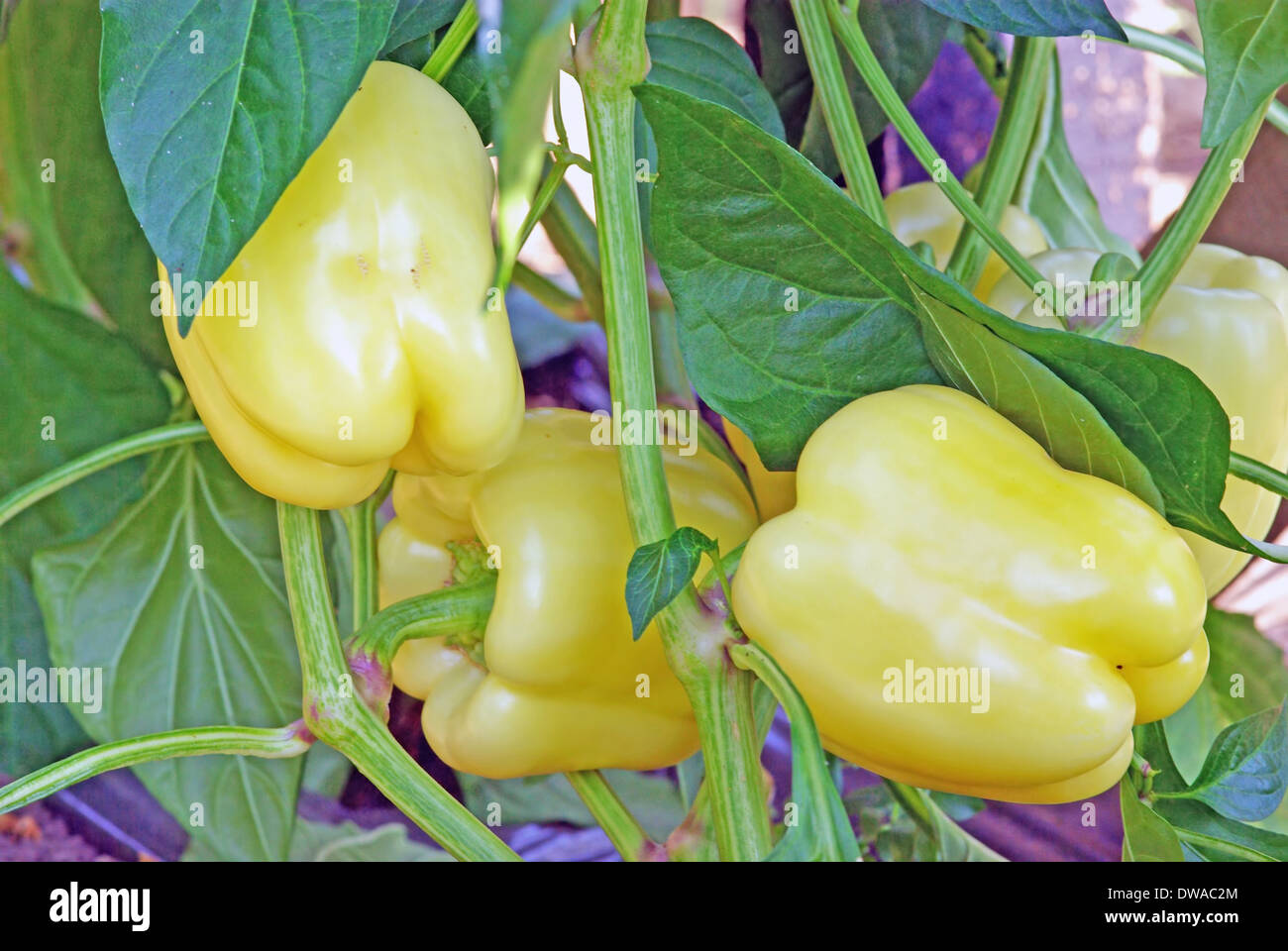 Peppers ripening in a greenhouse Stock Photo - Alamy