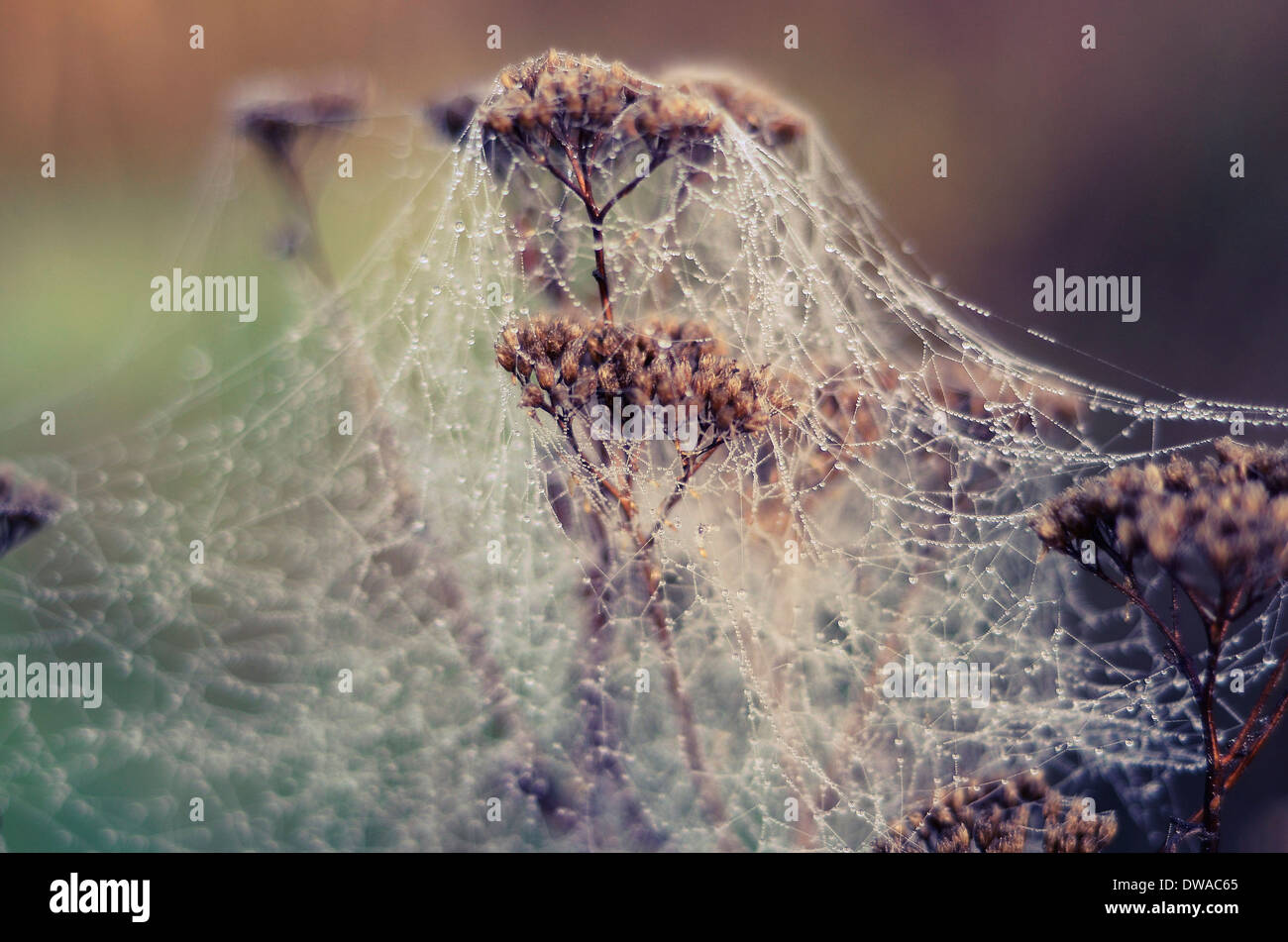 flower,spider, web, outdoor, concentric, closeup, network, creepy, net ...