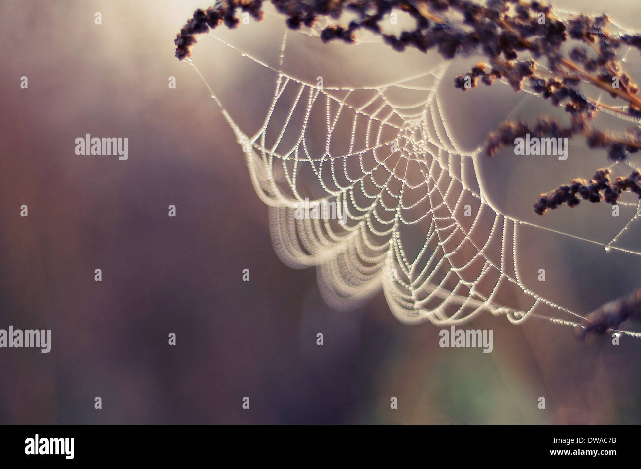 spider, web, outdoor, concentric, closeup, network, creepy, net ...