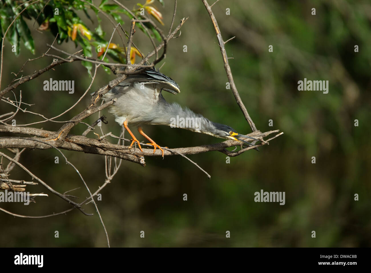 Heron stretching neck hi-res stock photography and images - Alamy