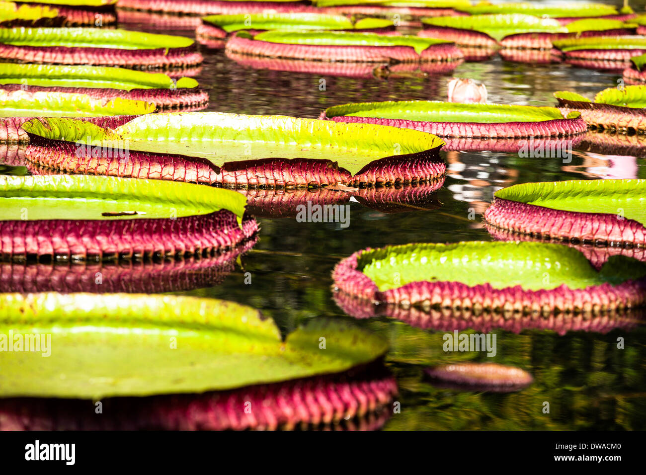 Victoria Regia, the world's largest leaves, of Amazonian water lilies ...