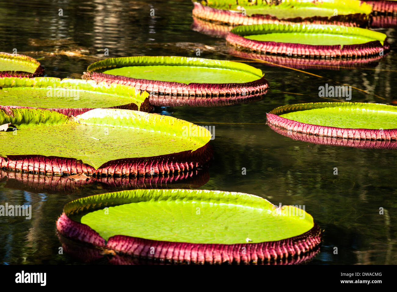 Victoria Regia, the world's largest leaves, of Amazonian water lilies ...