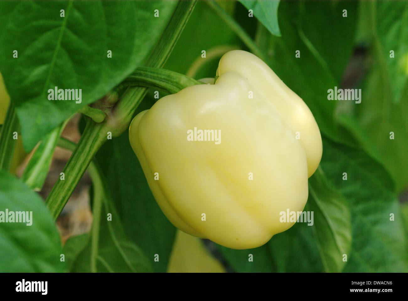 Yellow pepper in hothouse hi-res stock photography and images - Alamy