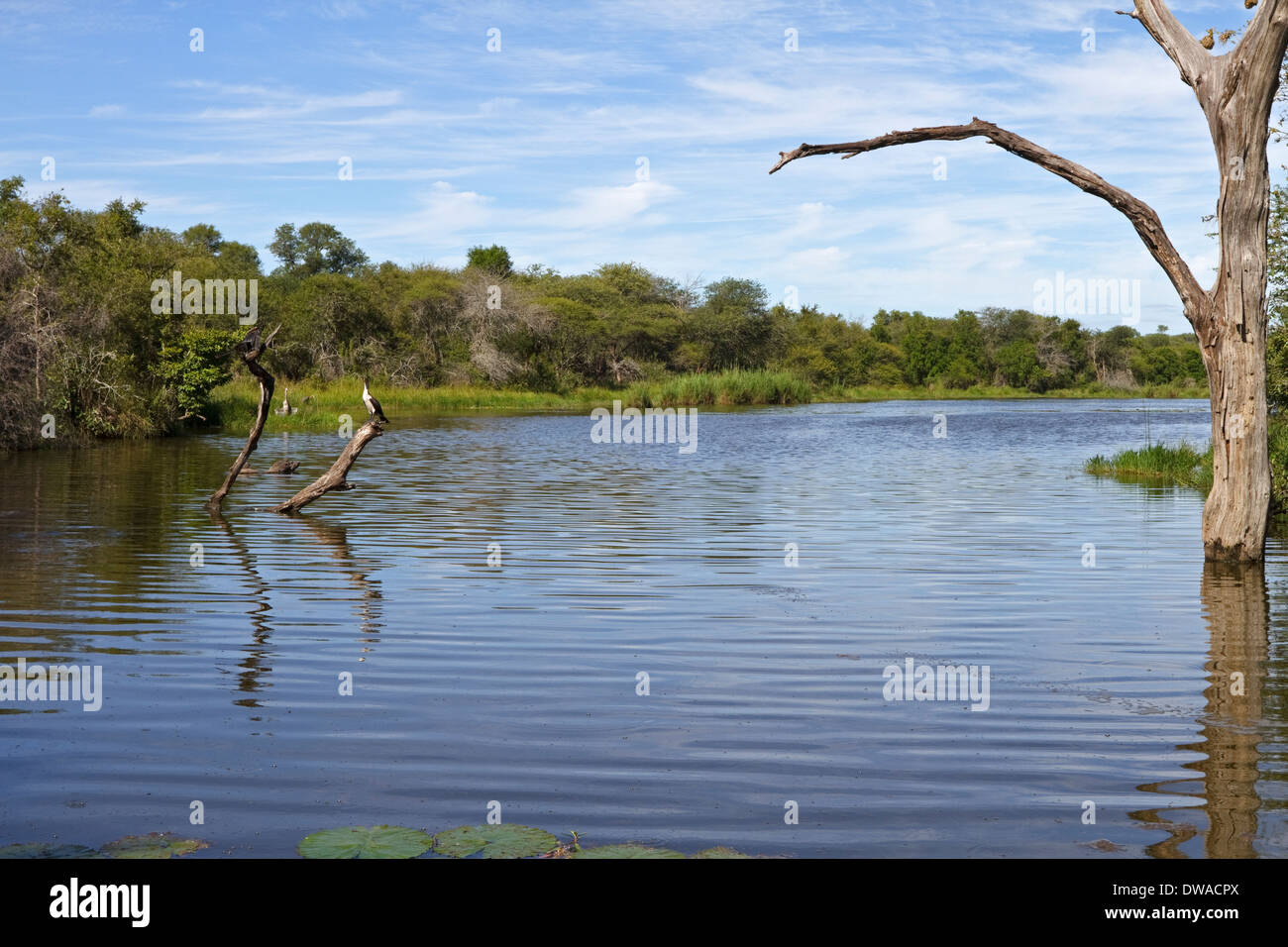 View from Lake Panic hide near Skukuza, Kruger National Park South ...