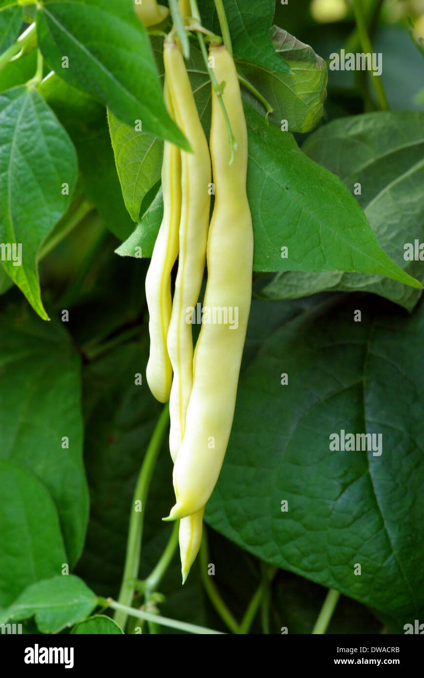 Broad bean ripening in a greenhouse Stock Photo - Alamy