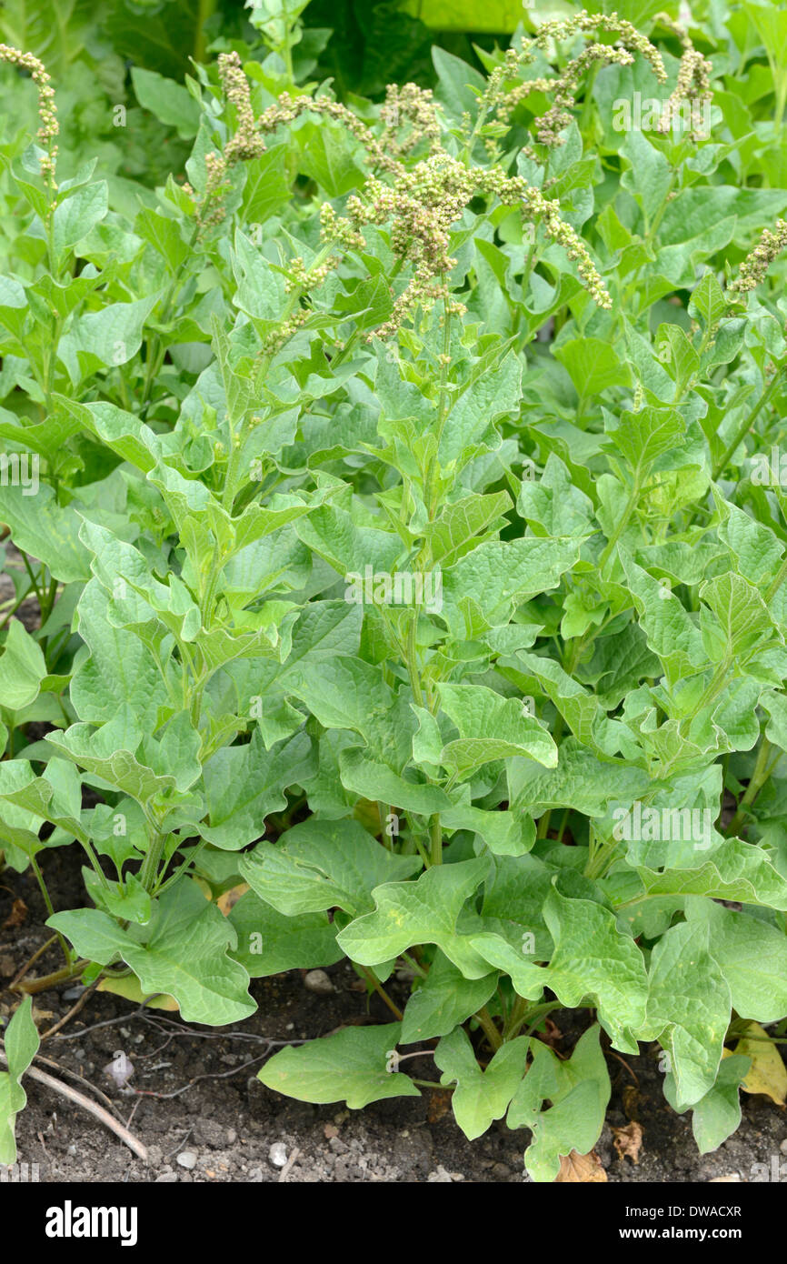 Good King Henry Stock Photo - Alamy