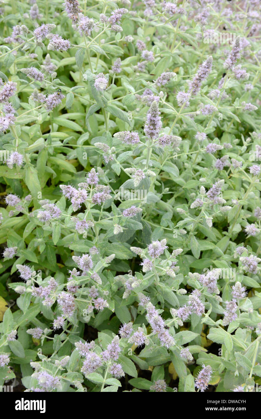 Lamiaceae horse hi-res stock photography and images - Alamy