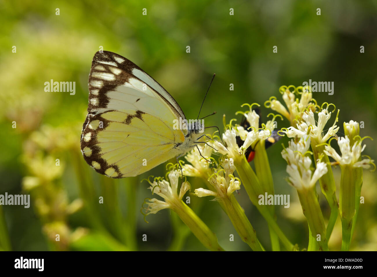 African Common White (Belenois creona severina), male. Kruger national ...