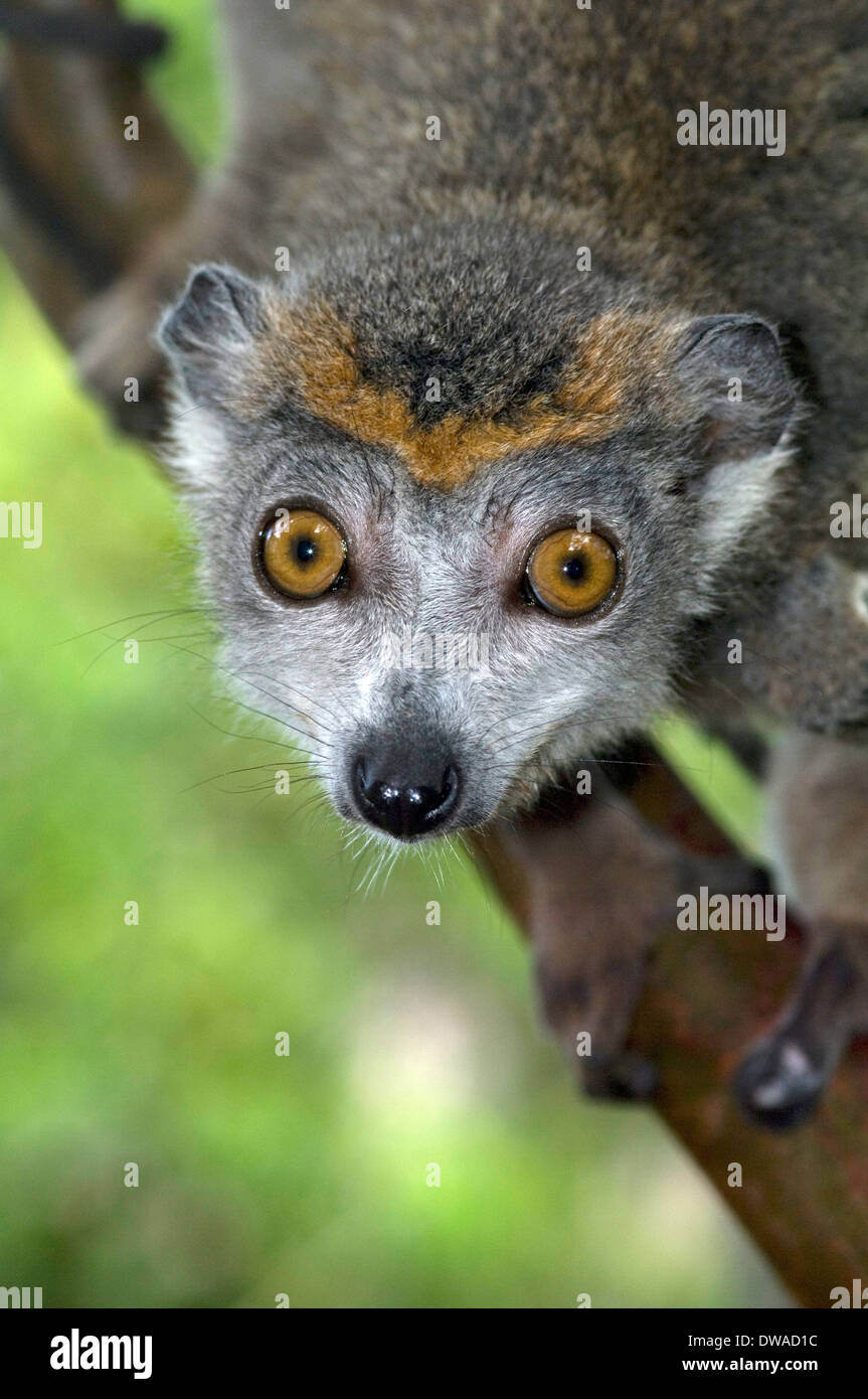Crowned lemurs hi-res stock photography and images - Alamy