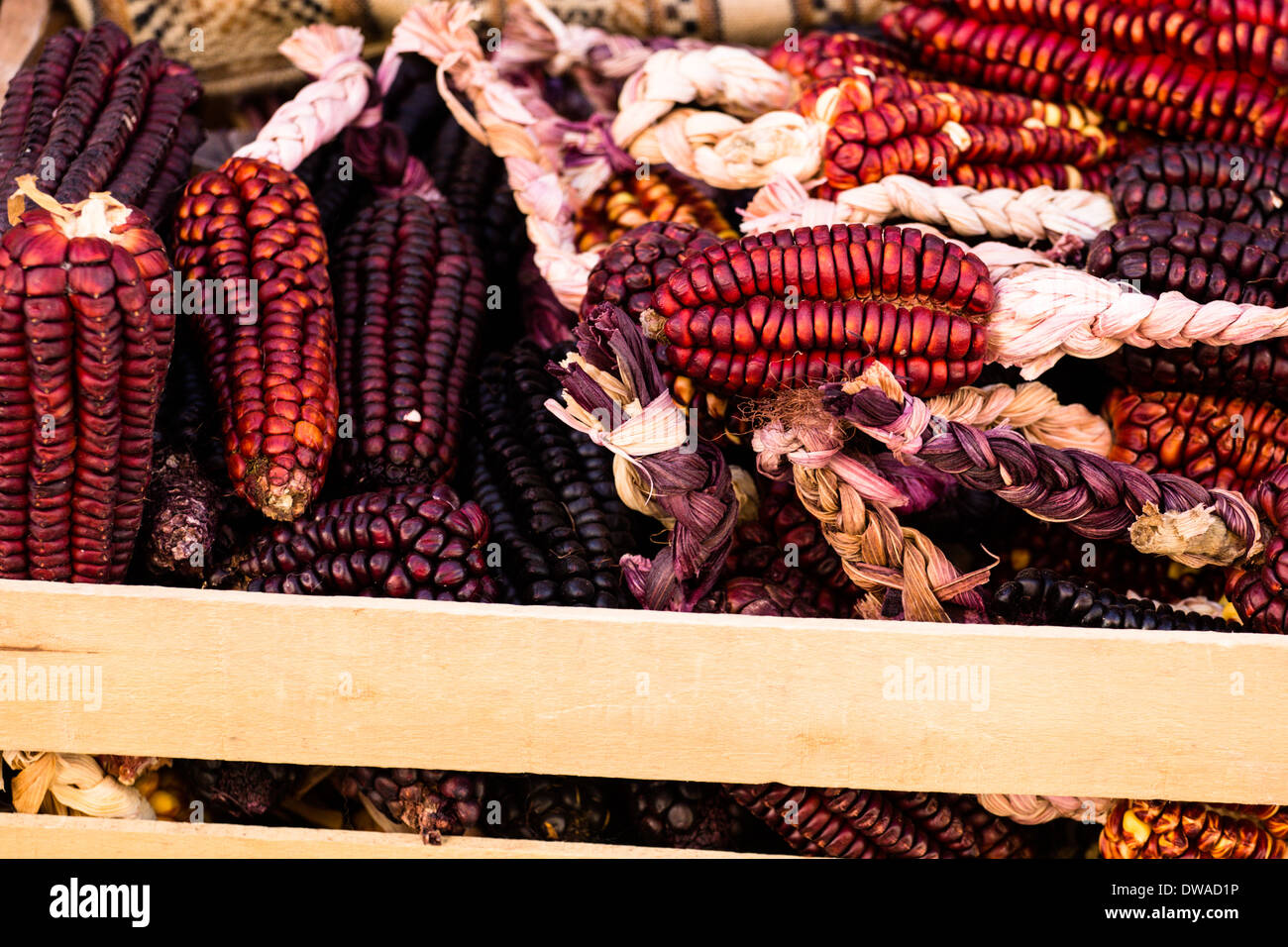 A Close up or Cheerful and Colorful dried Indian Corn Stock Photo - Alamy