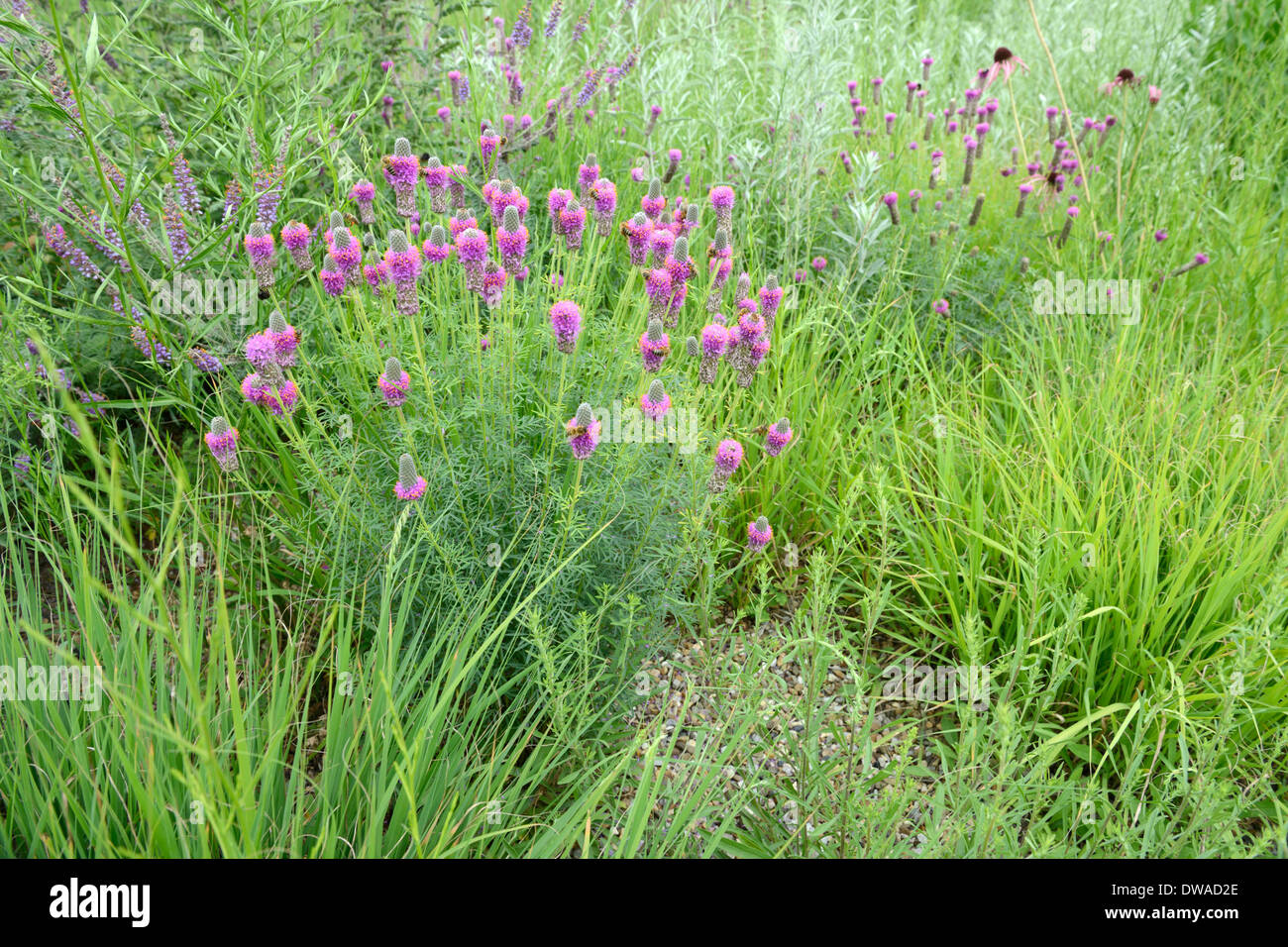 Prairie hi-res stock photography and images - Alamy