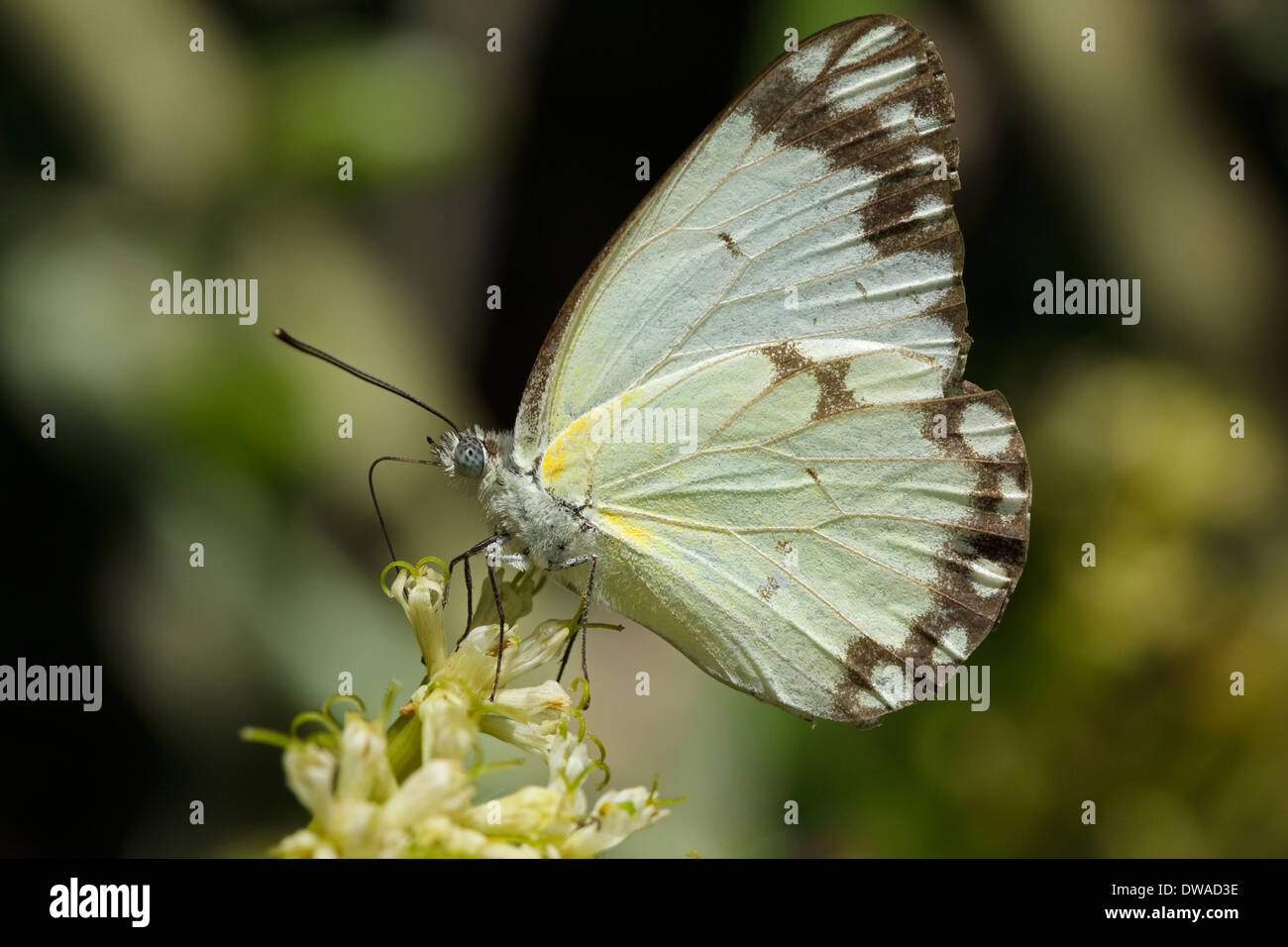 African Common White (Belenois creona severina), male, Kruger national ...