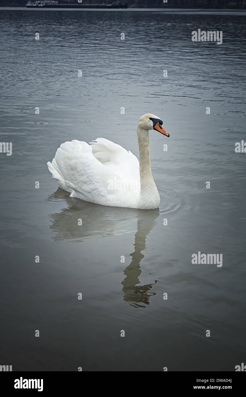 Swan reflection in water hi-res stock photography and images - Alamy