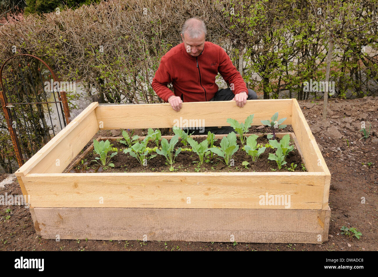 Installation of organic garden, cold frame, planting Turnip Cabbage ...