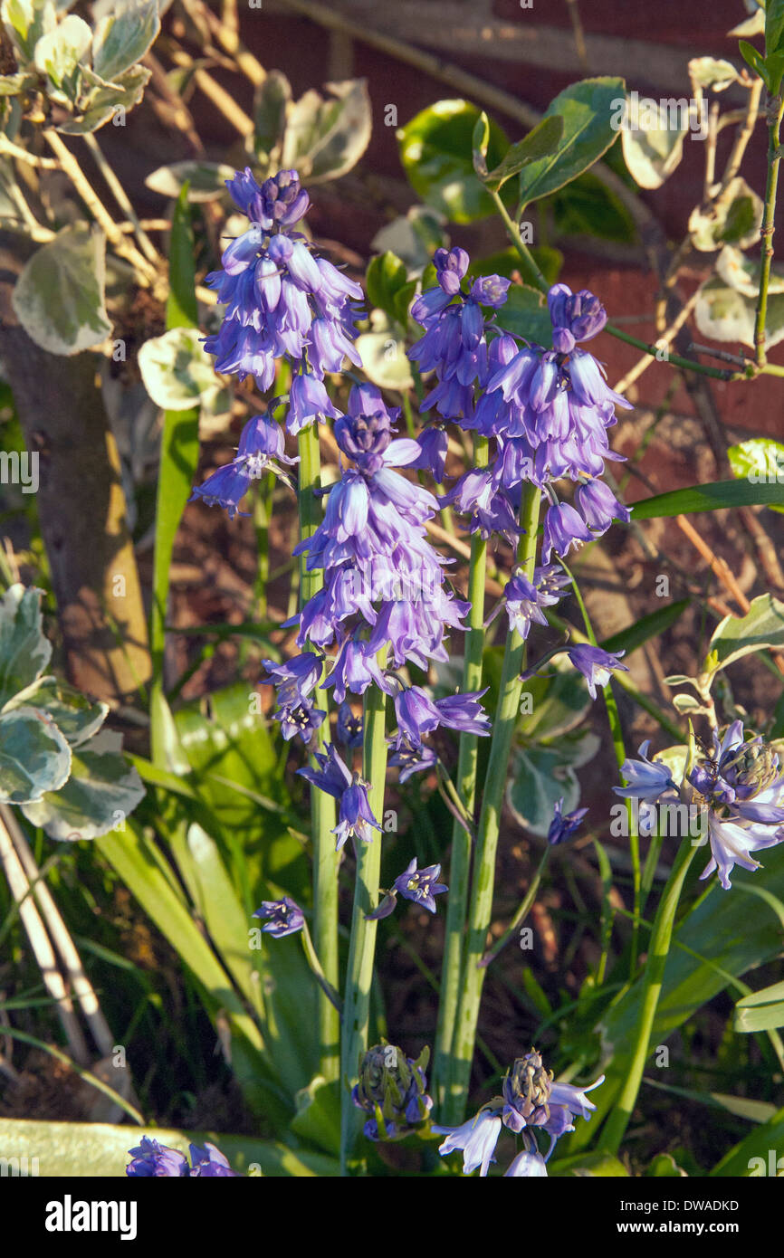 Spring blue bells Stock Photo - Alamy