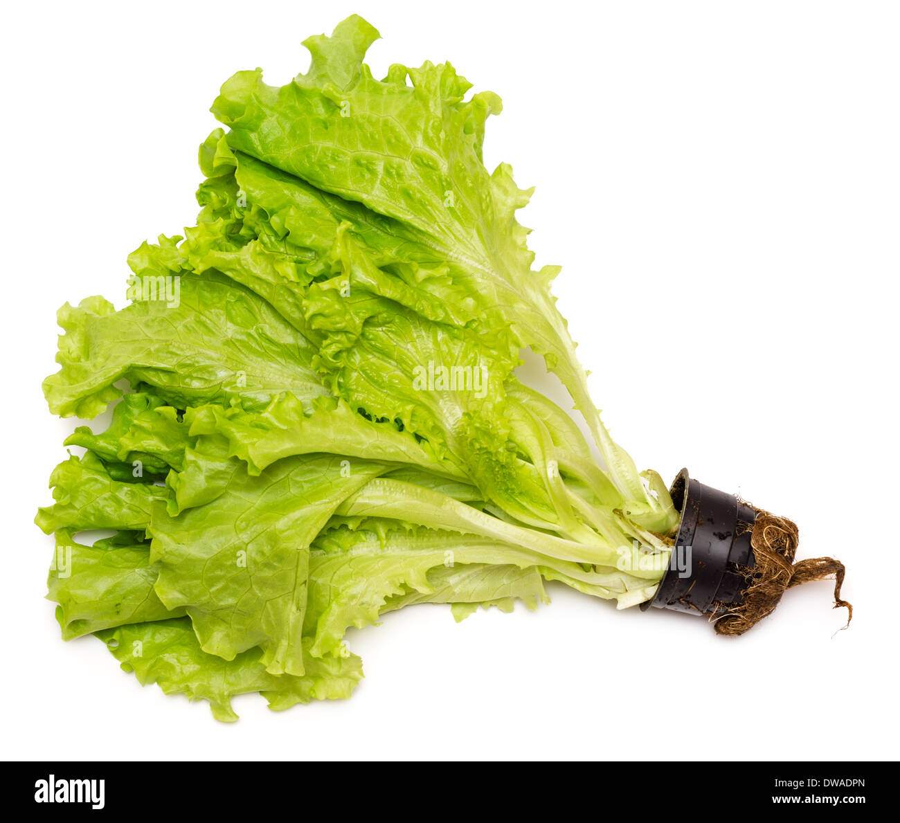 Fresh crispy lettuce with root in tub isolated on white background ...