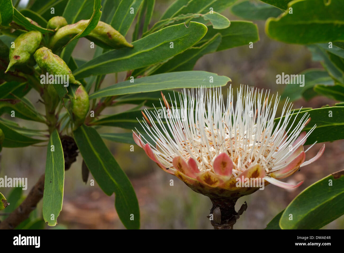 Protea tree hi-res stock photography and images - Alamy