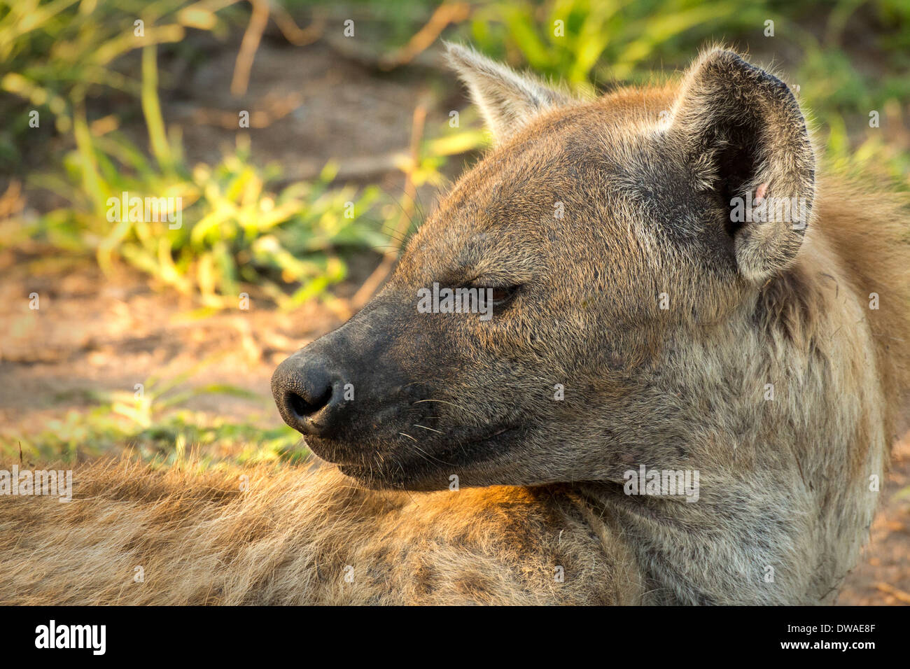 Hyena jungle hi-res stock photography and images - Alamy
