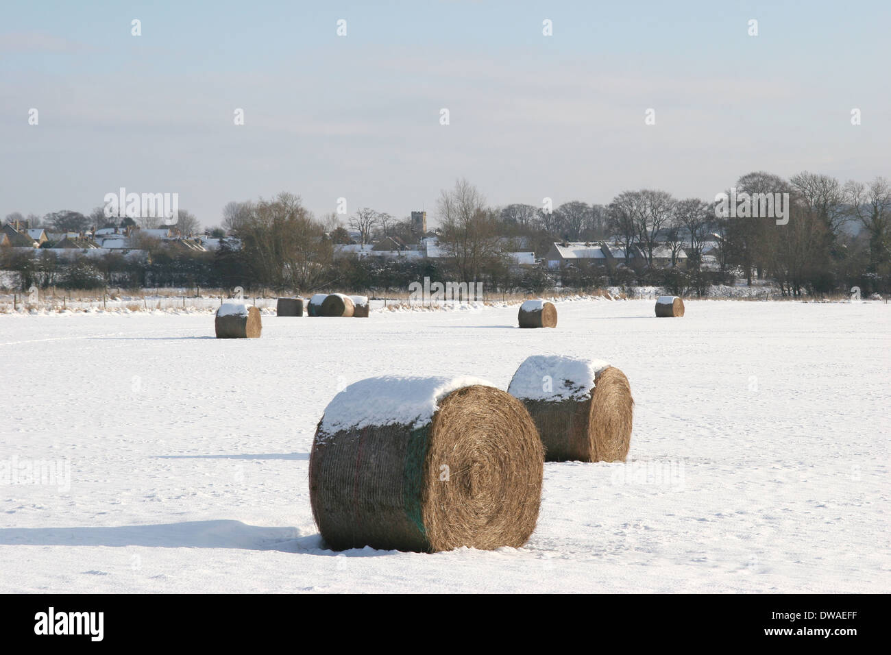 Hay bales covered in winter snow in a field in Eynsham Oxfordshire UK ...