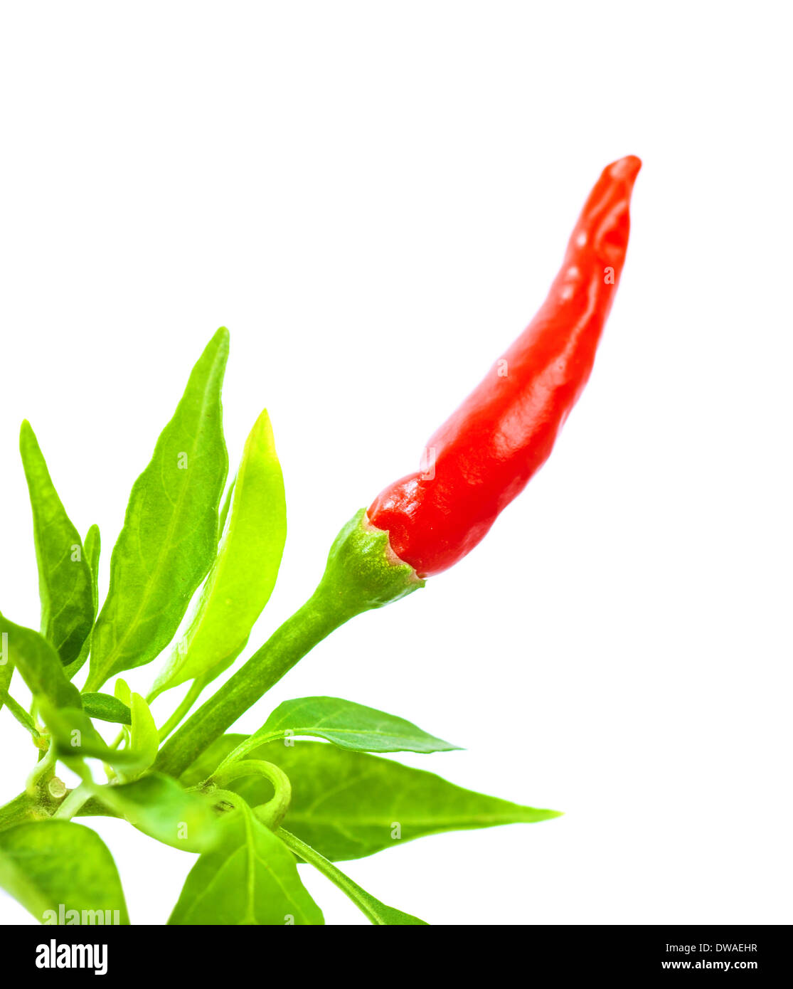 Red chili pepper border isolated on white background, ripe hot capsicum ...