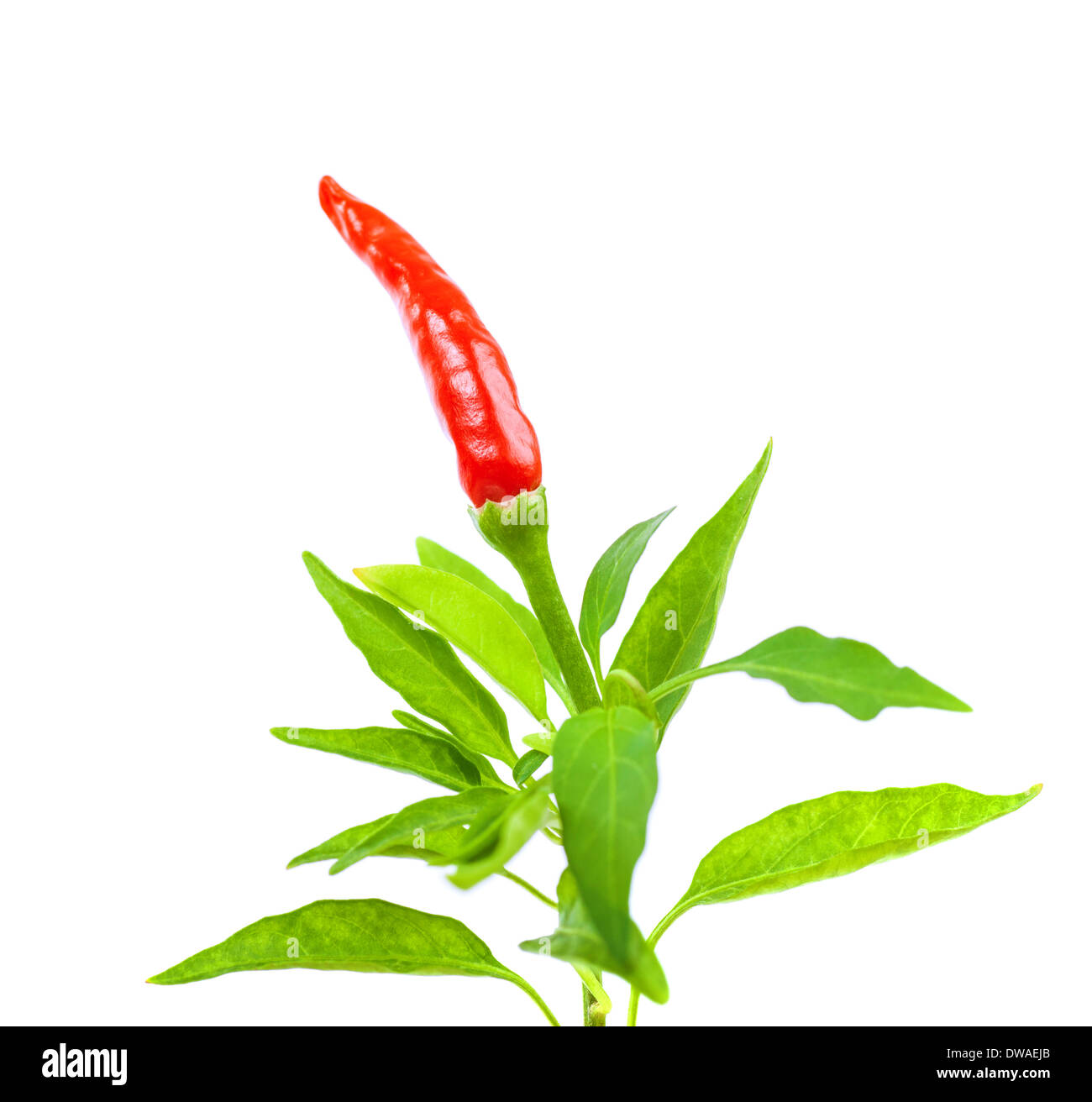 Red chili pepper border isolated on white background, ripe hot capsicum ...