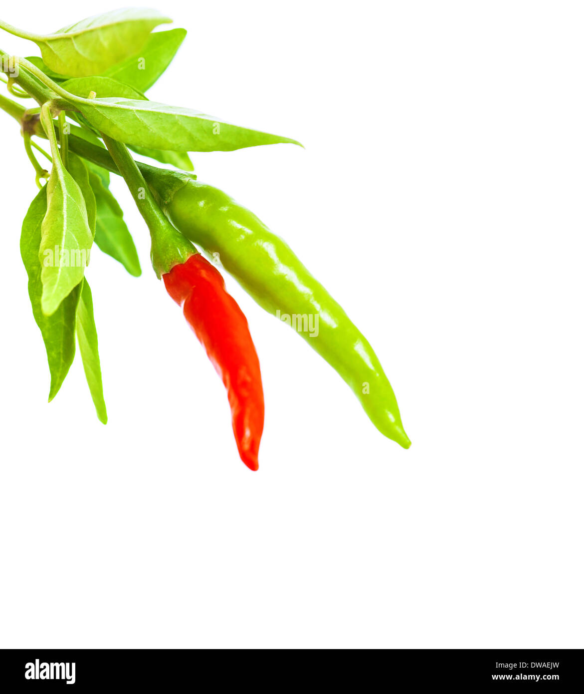 Two chili pepper isolated on white background, red and green, fresh hot ...