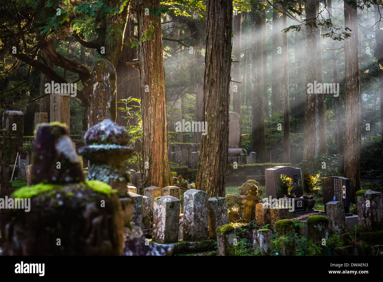 During early morning, light beams penetrate the forest at Okunoin ...