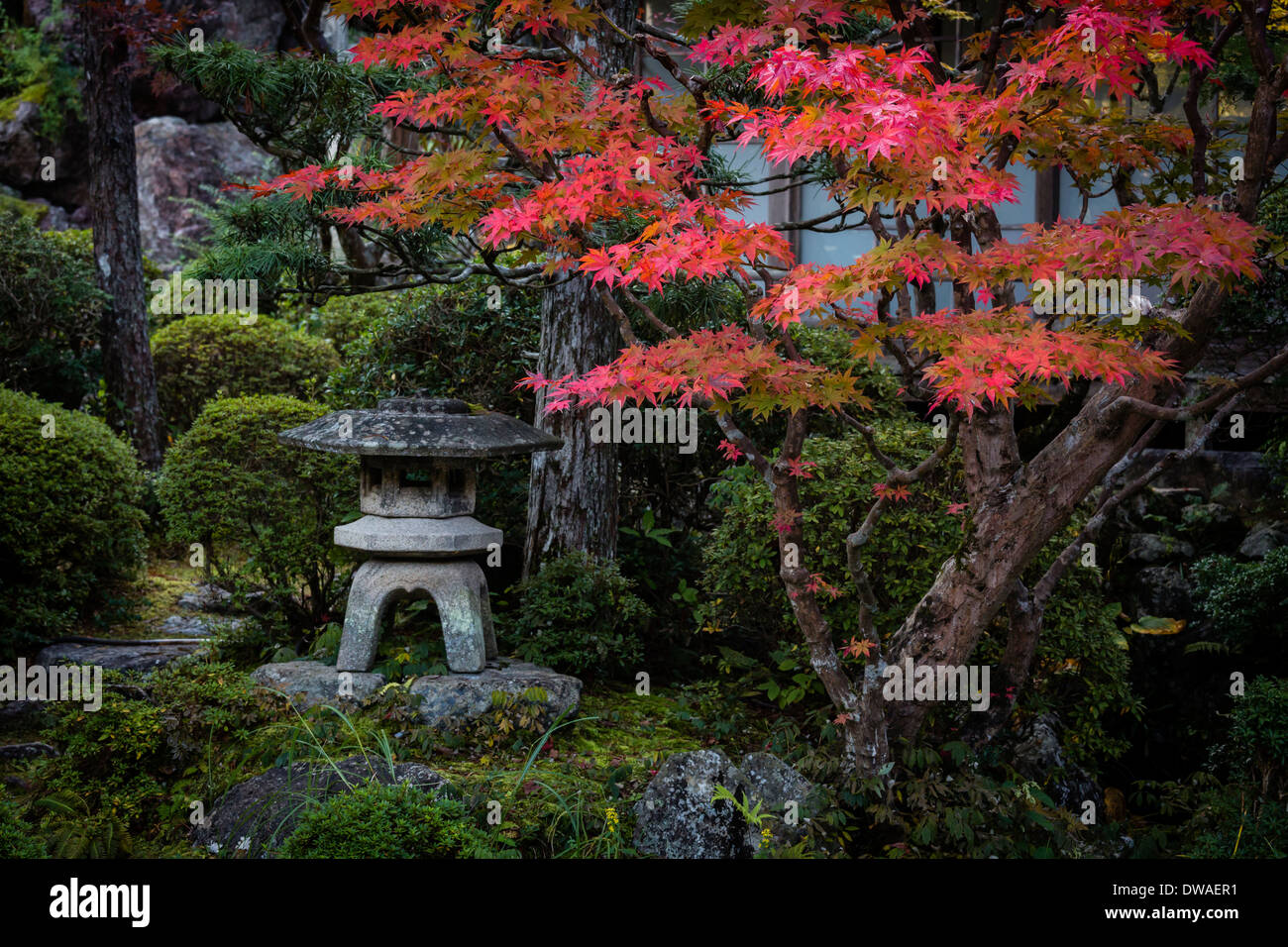 A small stone lantern and maple tree at the entrance of Ekoin Temple in ...
