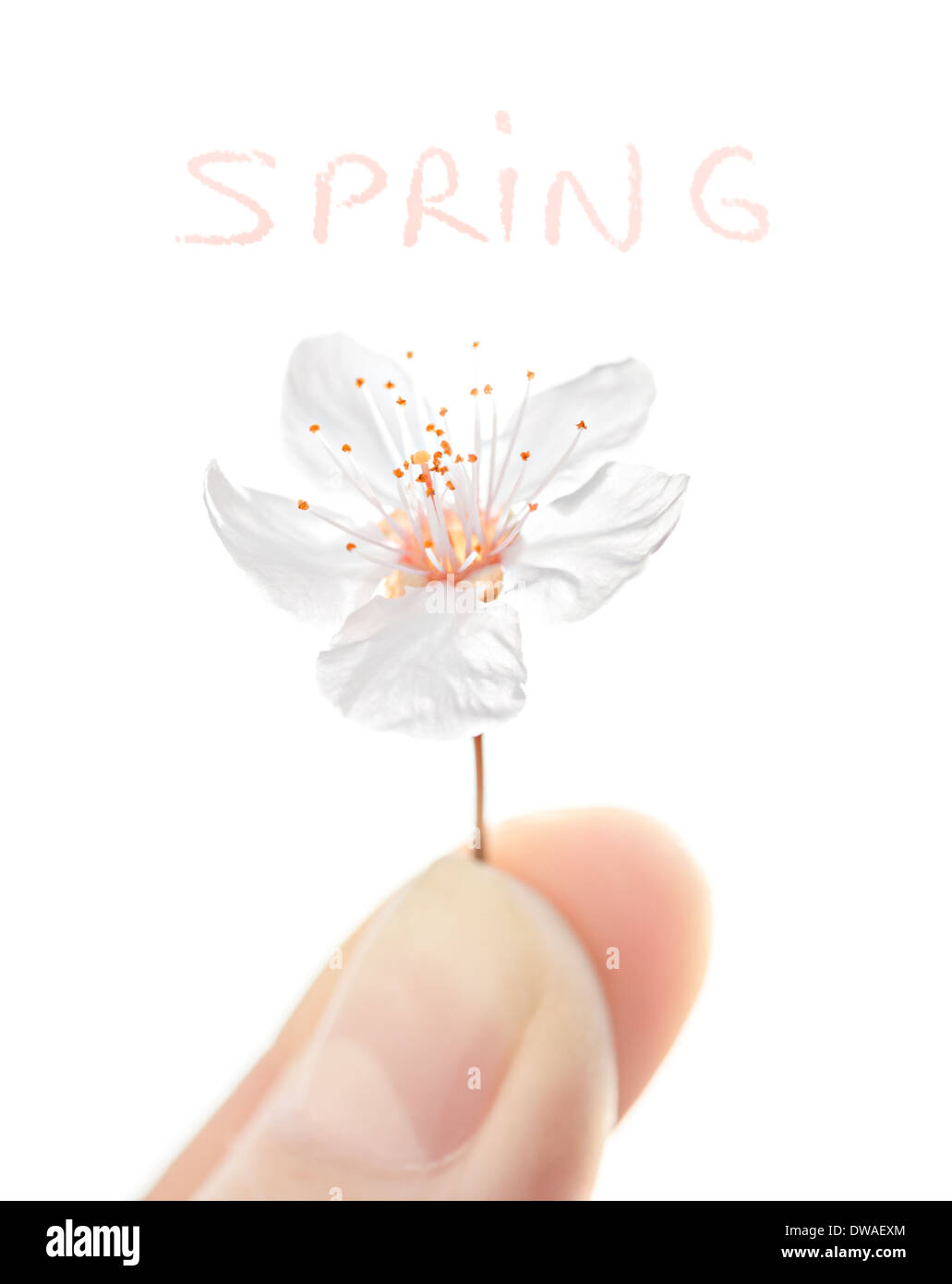 Human finger holding one little cherry flower, isolated on white ...