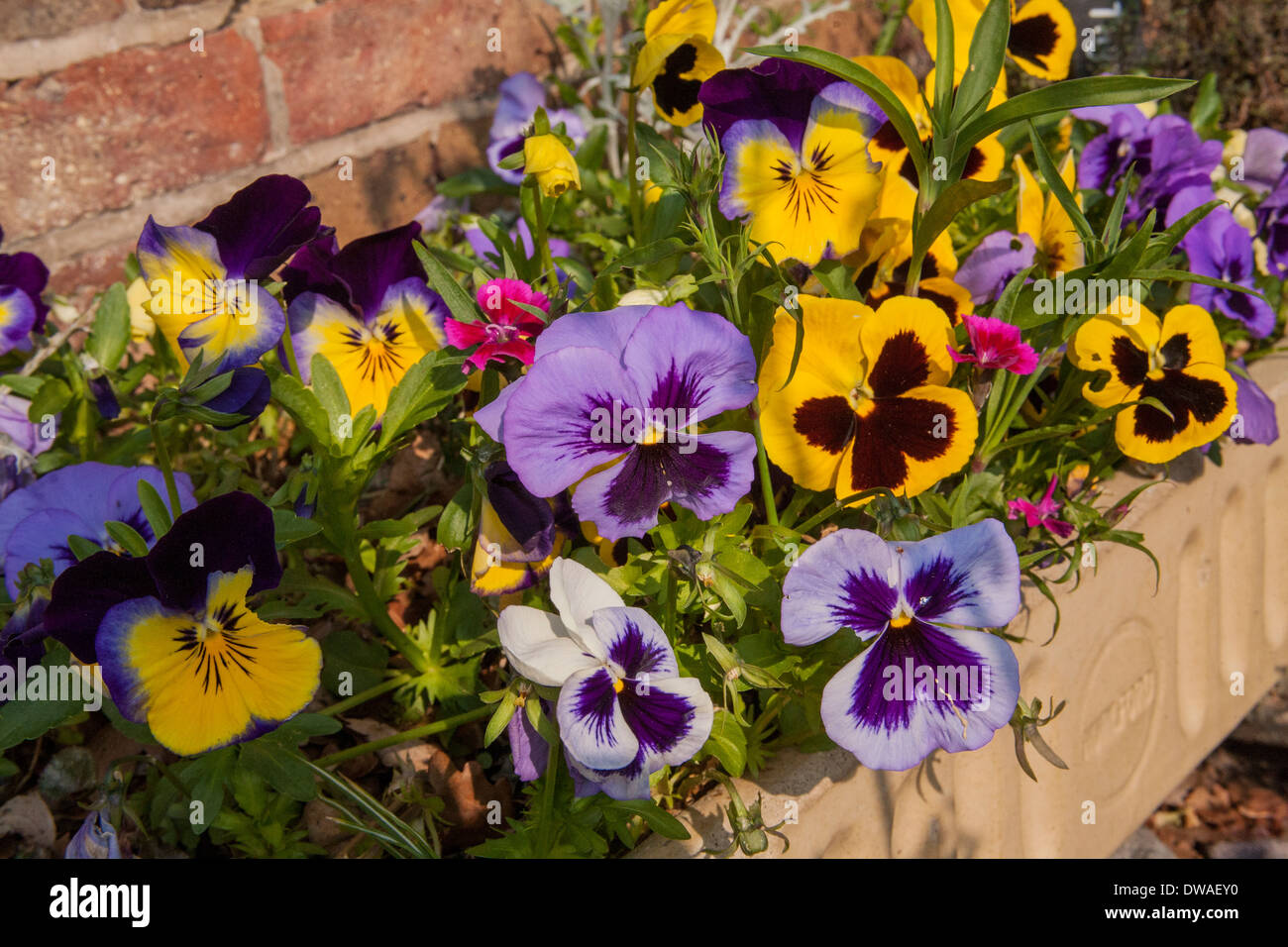 Pansy like flower hi-res stock photography and images - Alamy