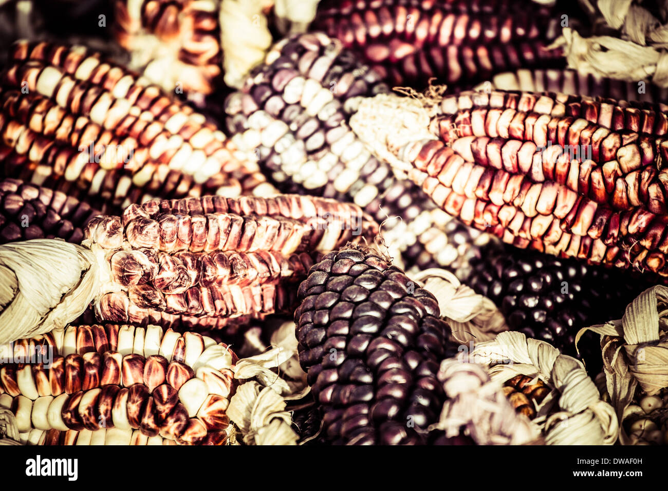 Coloured corn cobs in Peru Stock Photo - Alamy