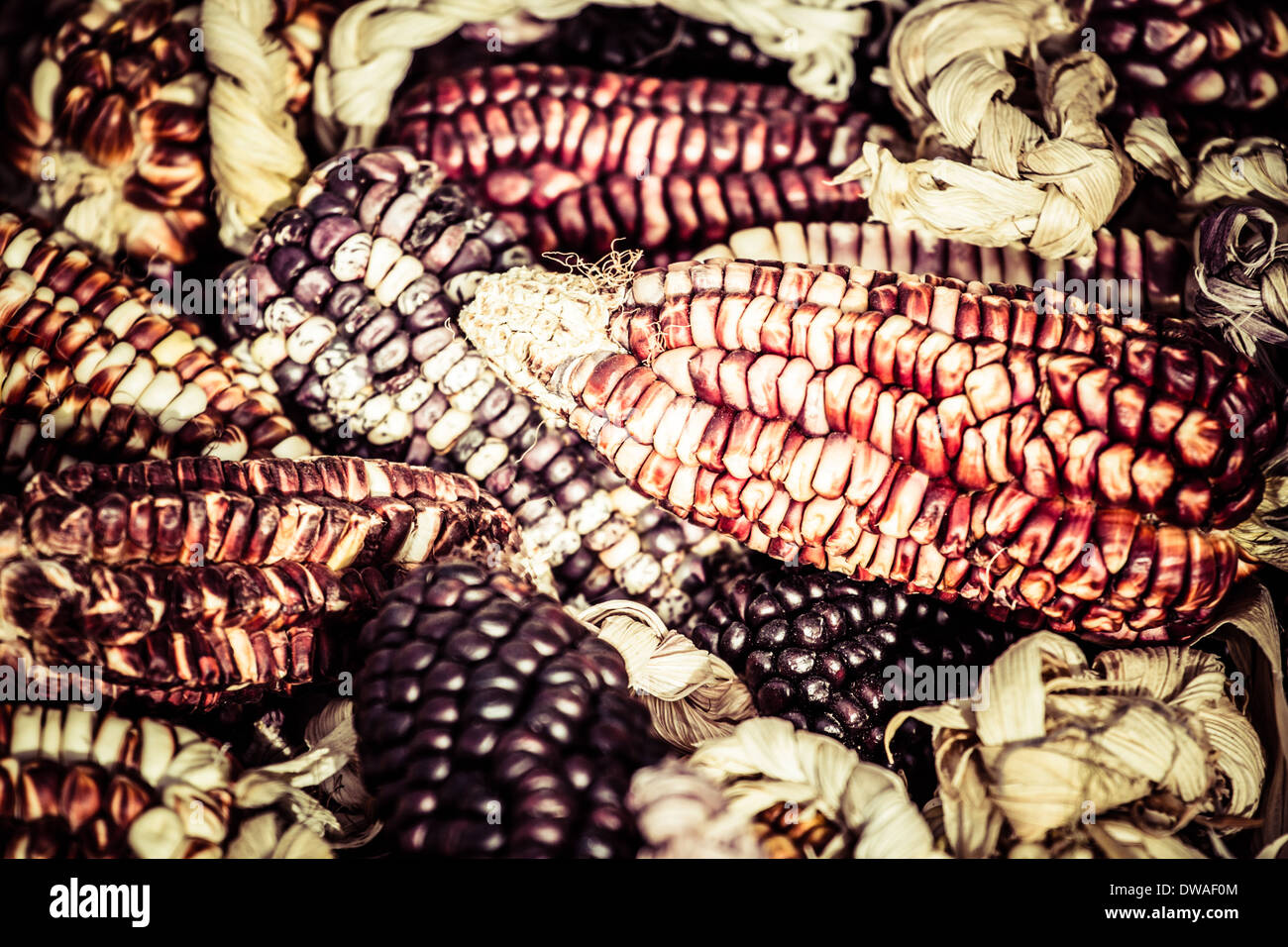 Coloured corn cobs in Peru Stock Photo - Alamy