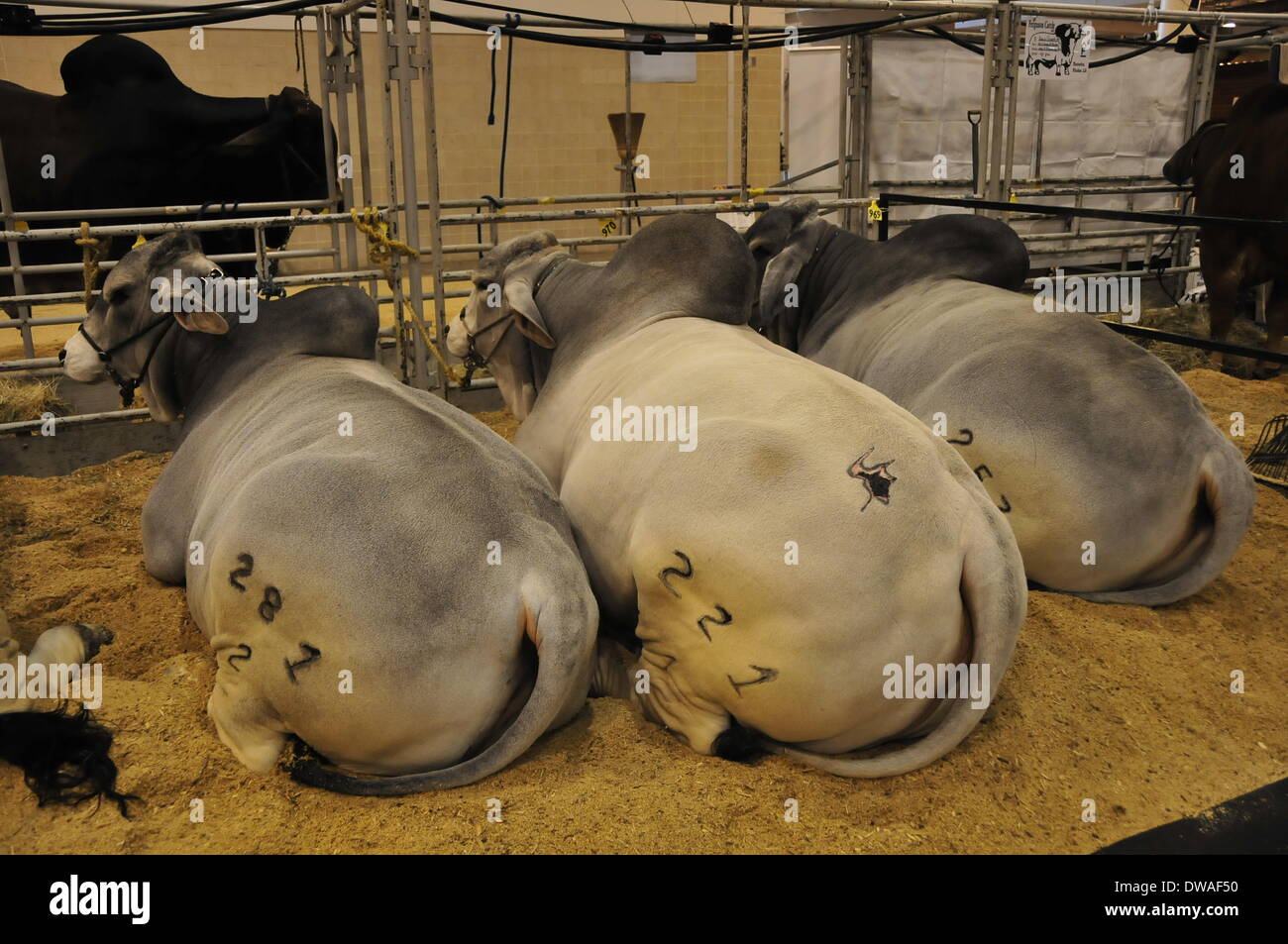 Houston livestock and rodeo hi-res stock photography and images - Alamy