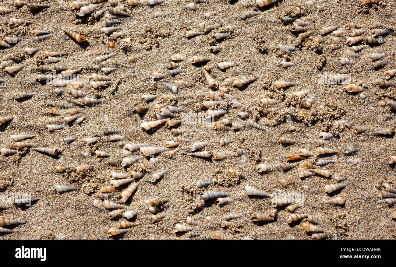 at low tide these beautiful sea shells are stranded facing in same ...