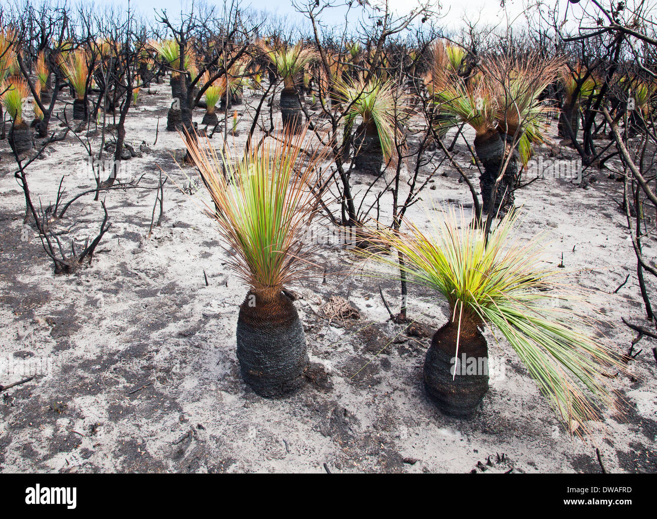 regeneration after fire at Catherine Hill Bay October 2013 Stock Photo ...