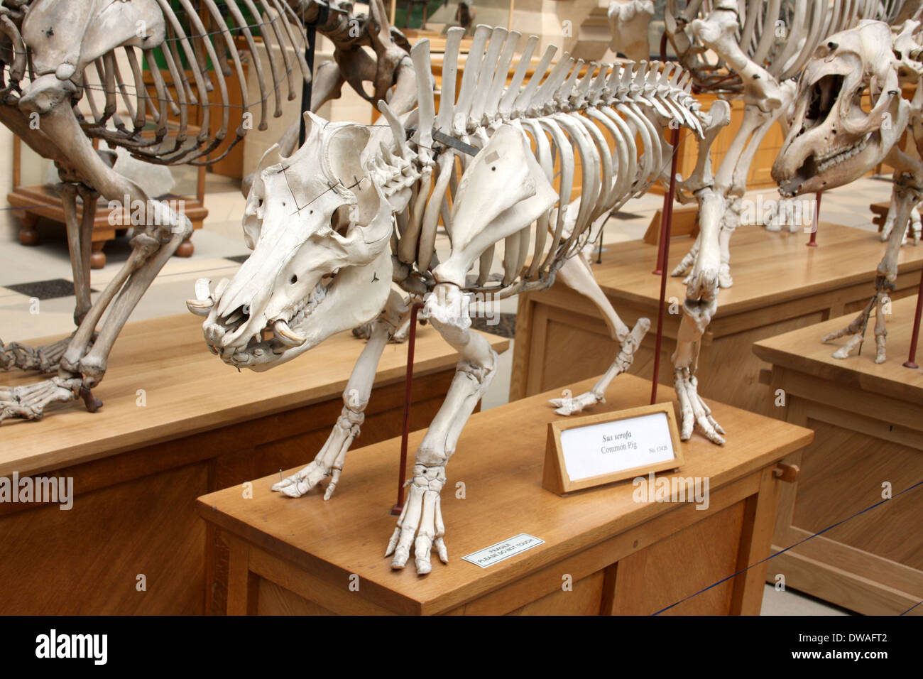 Pig Bones High Resolution Stock Photography and Images - Alamy