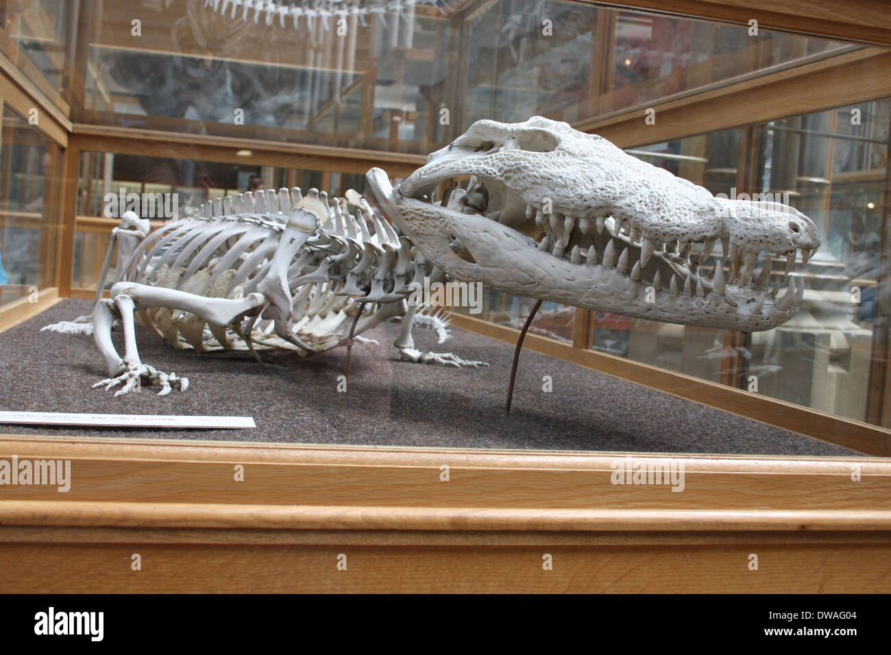 Crocodile Skeleton High Resolution Stock Photography and Images - Alamy