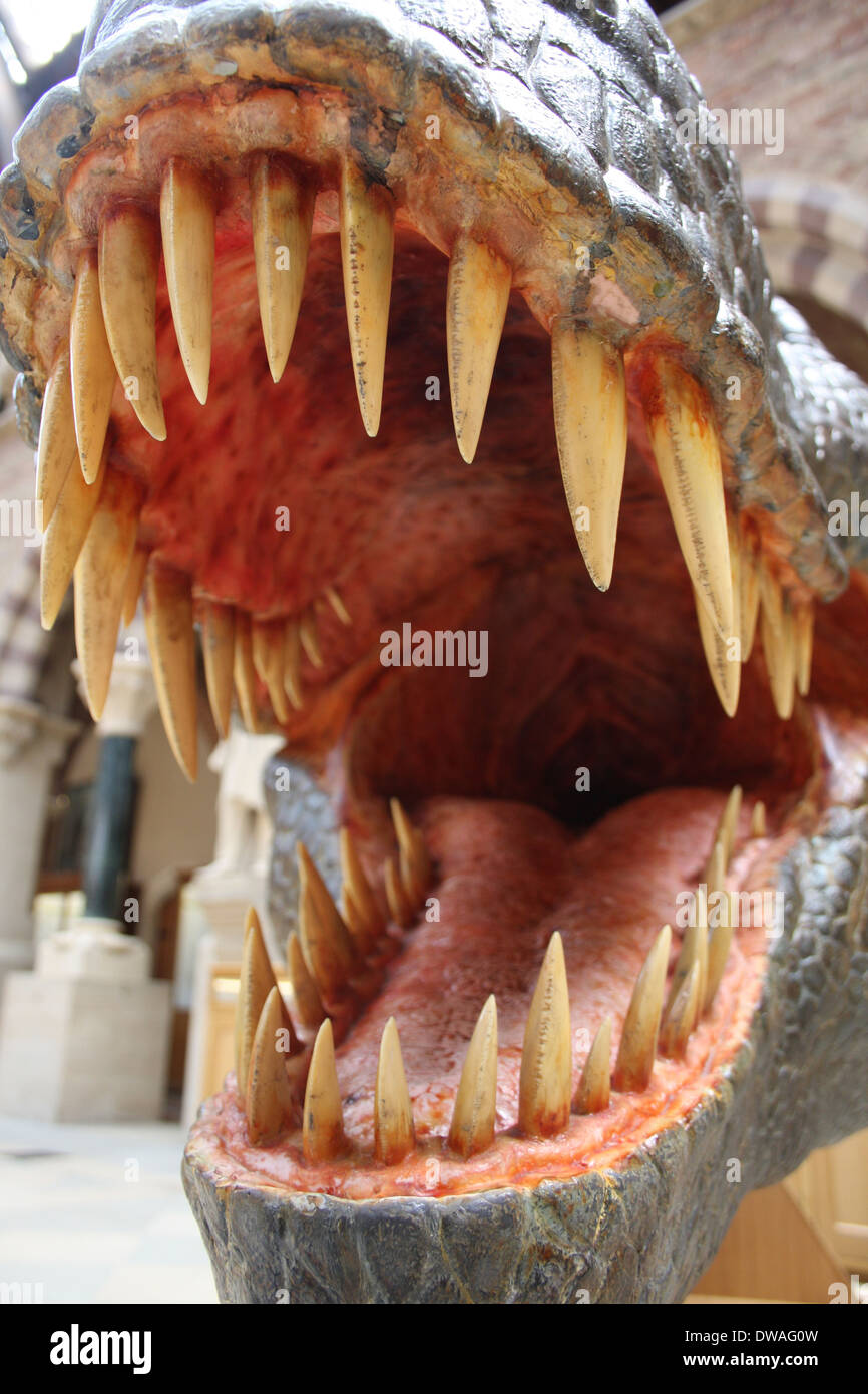T Rex Pitt Rivers Museum Oxford High Resolution Stock Photography and ...