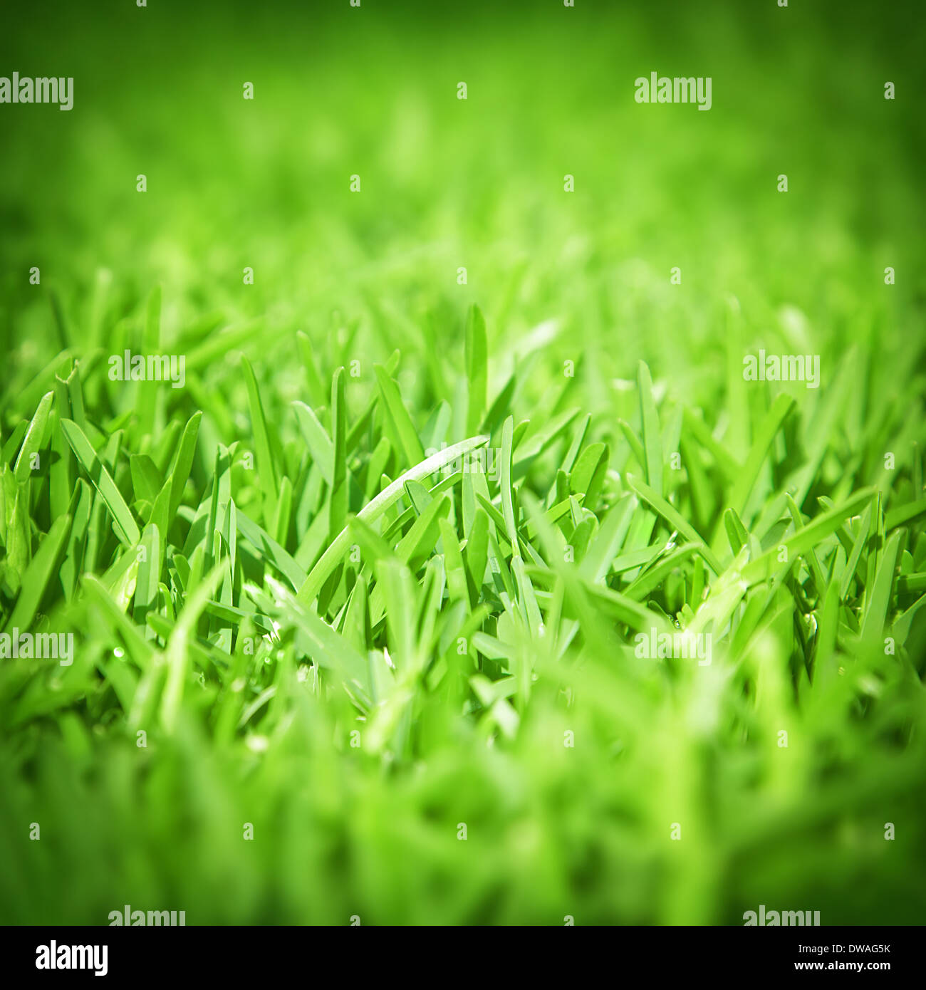 Spring green grass background, fresh natural textured wallpaper, floral ...