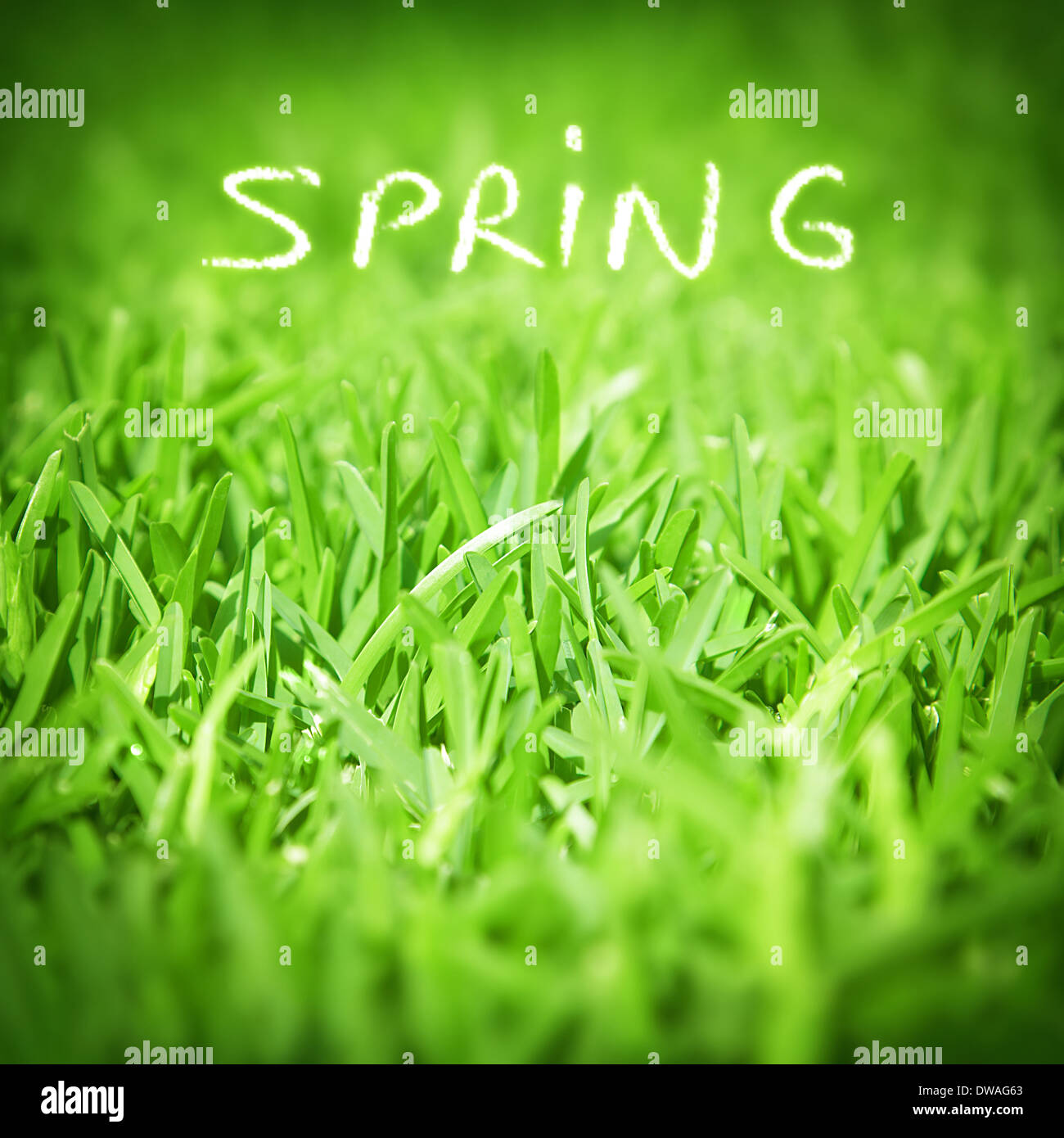 Spring green grass background, fresh natural textured wallpaper, floral ...